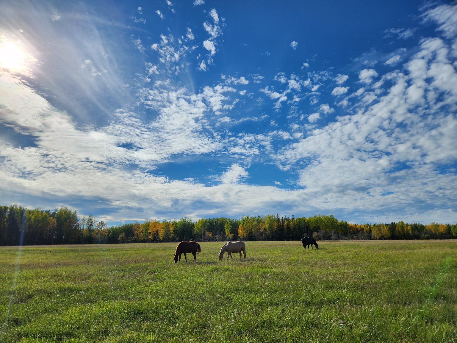 Discover BearPaw Ranch Alberta - BearPaw Ranch