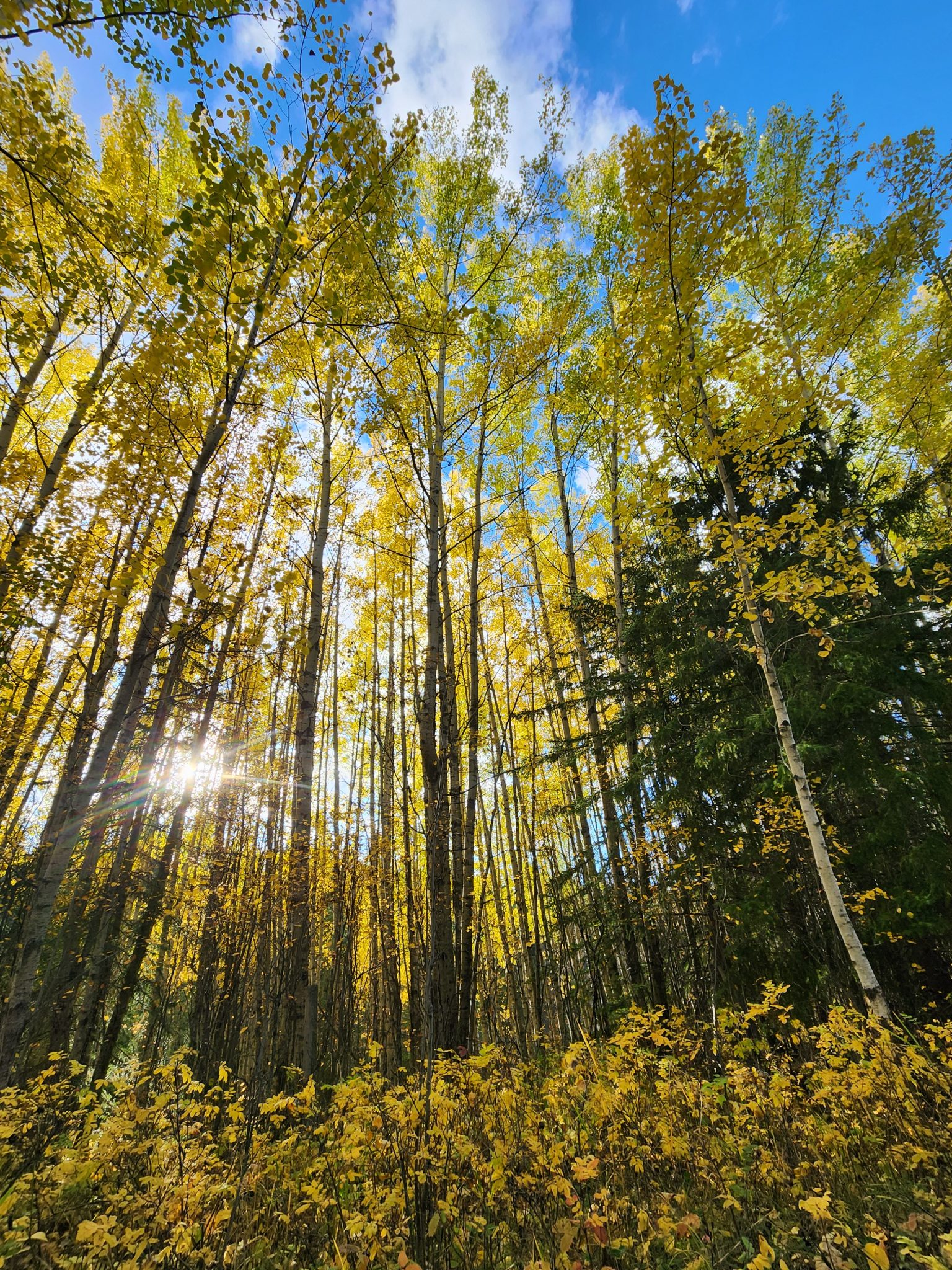 Discover BearPaw Ranch Alberta - BearPaw Ranch