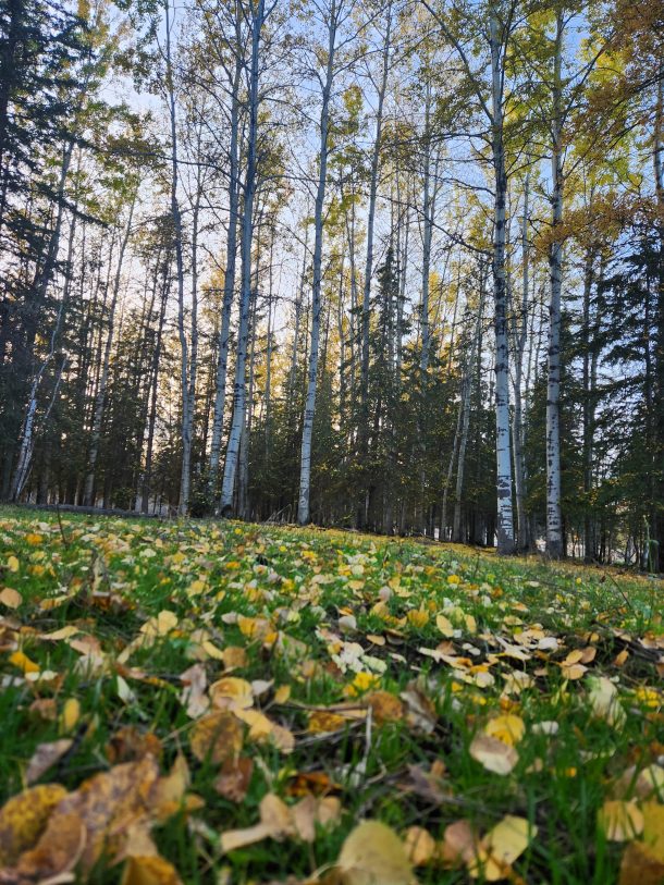 Discover BearPaw Ranch Alberta - BearPaw Ranch